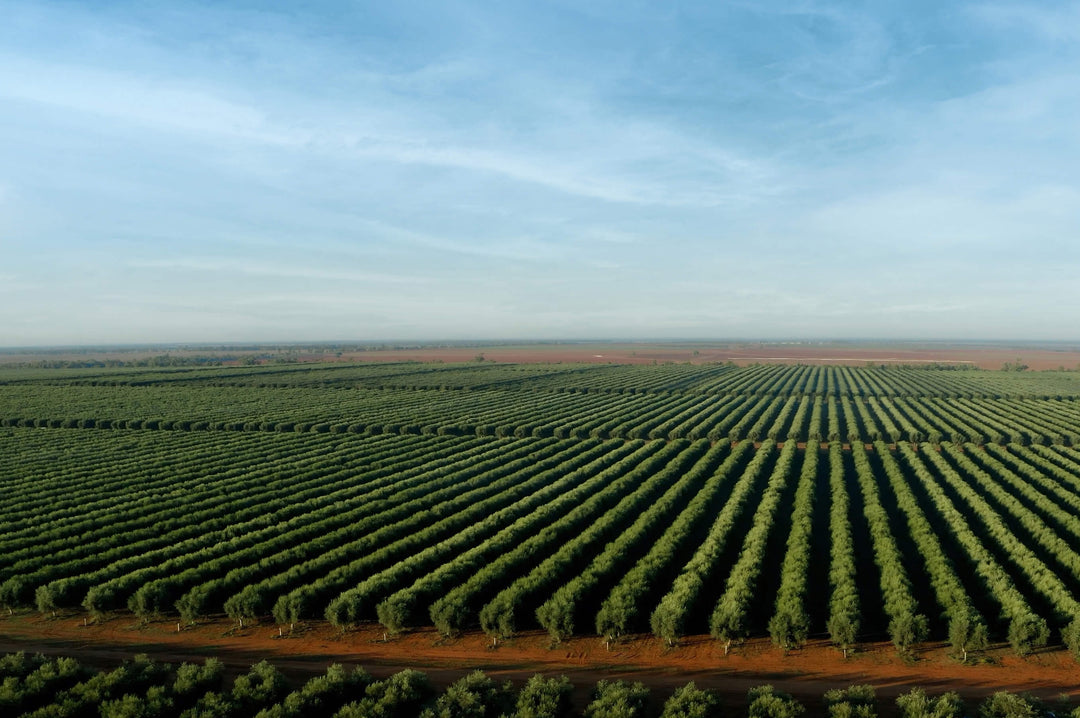 Cold-Pressed Extra Virgin Olive Oil – Hunter's Dream