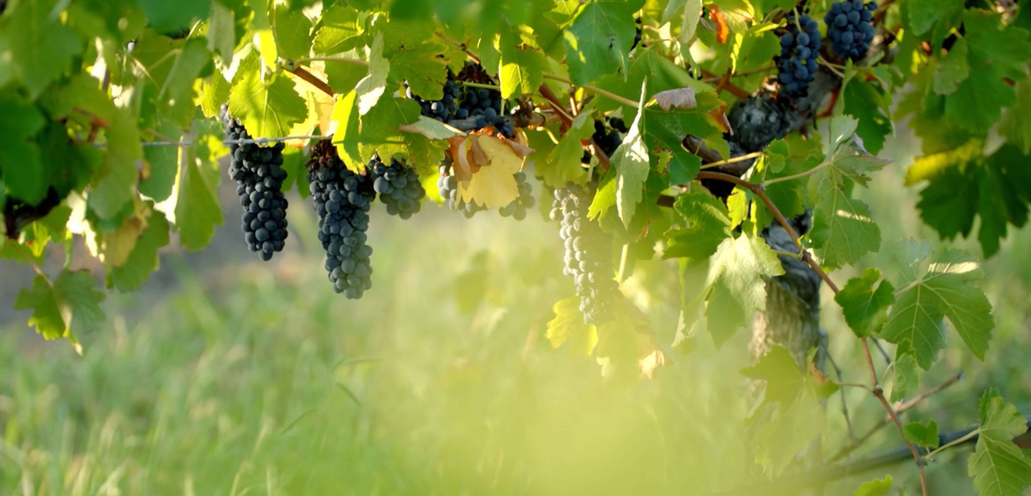 Hunter's Dream Winery